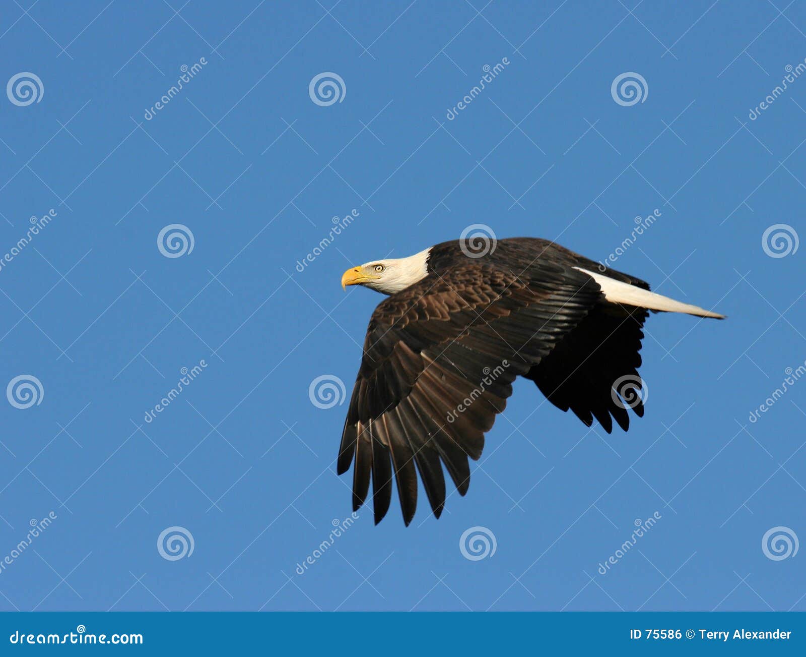 Eagle in flight stock photo. Image of home, eyes, bird, united - 75586