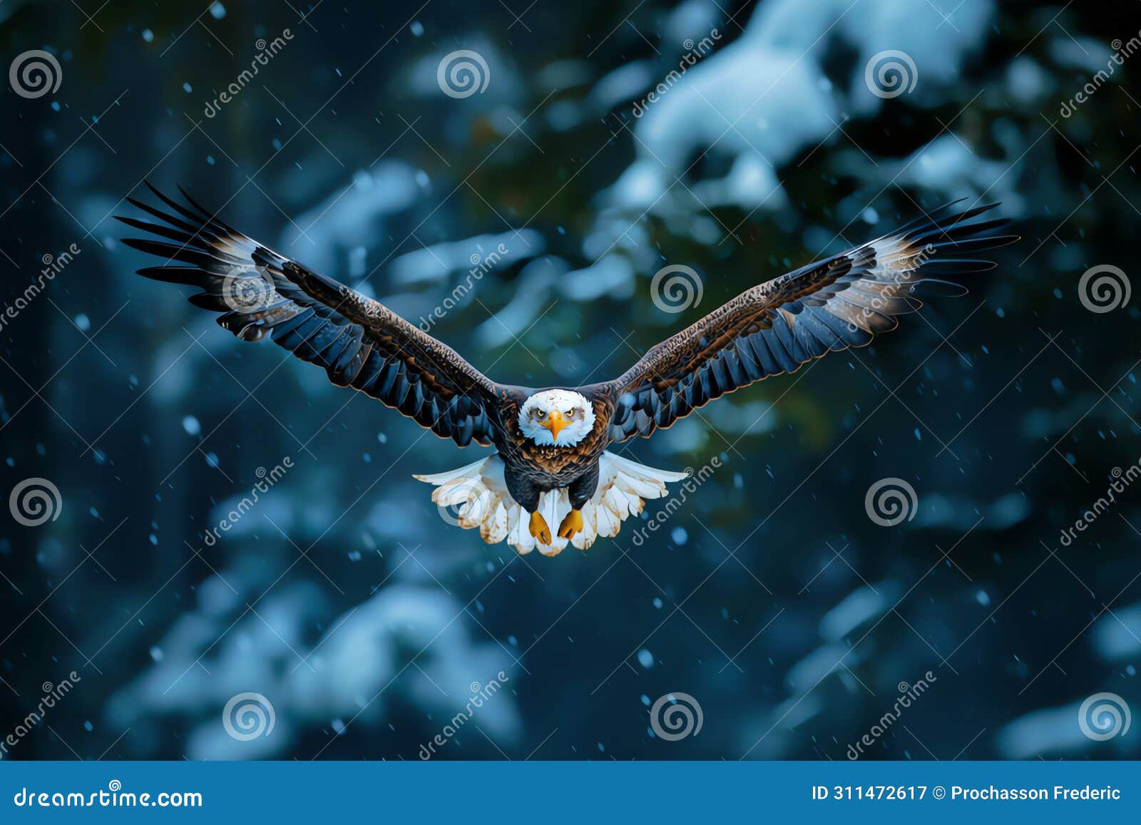 Eagle, Flight - Wildlife Stencils - Freedom Eagle Silhouette, Wildlife ...