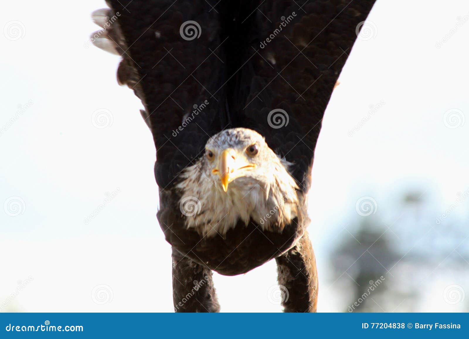 Eagle Flying Towards Camera Photos - Free & Royalty-Free Stock Photos ...