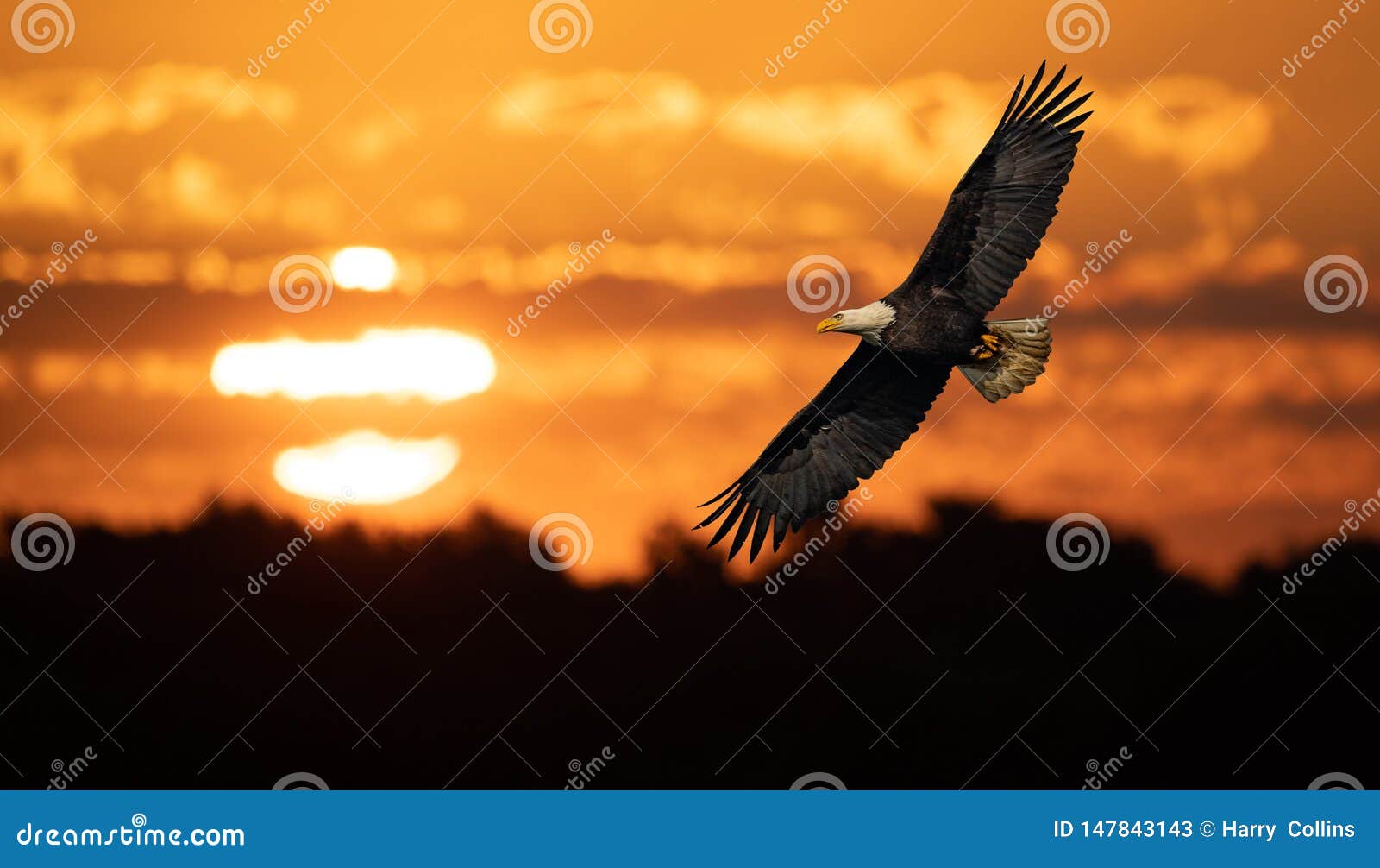 Eagle in flight at Sunset stock image. Image of maine - 147843143