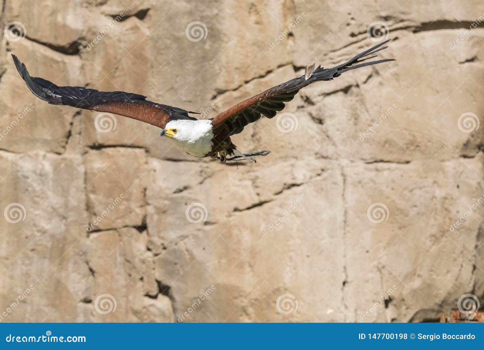 Eagle in flight in Italy stock photo. Image of predator - 147700198
