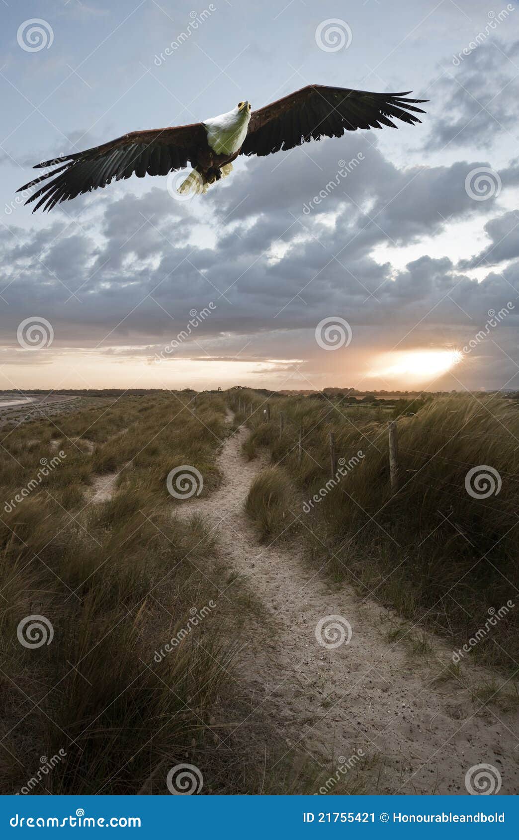 Eagle in Flight Over Sand Dunes Landscape Stock Image - Image of proud ...