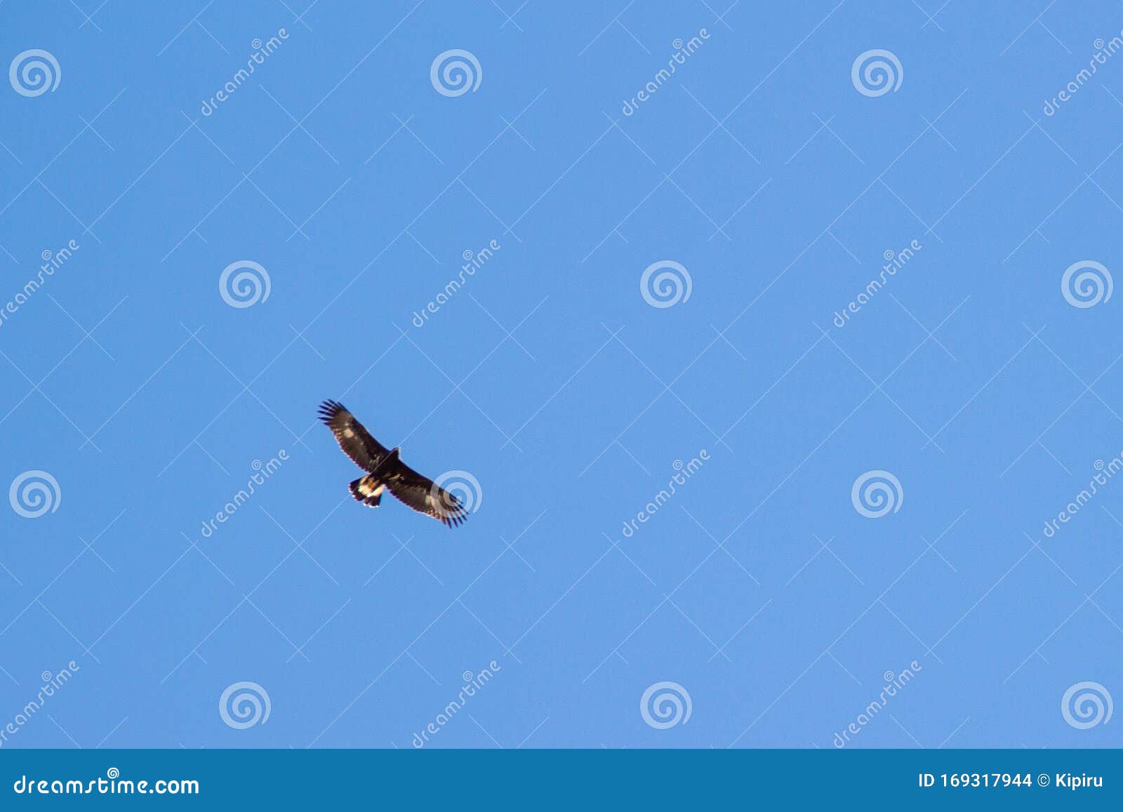 Eagle fly in the blue sky stock photo. Image of eagle - 169317944