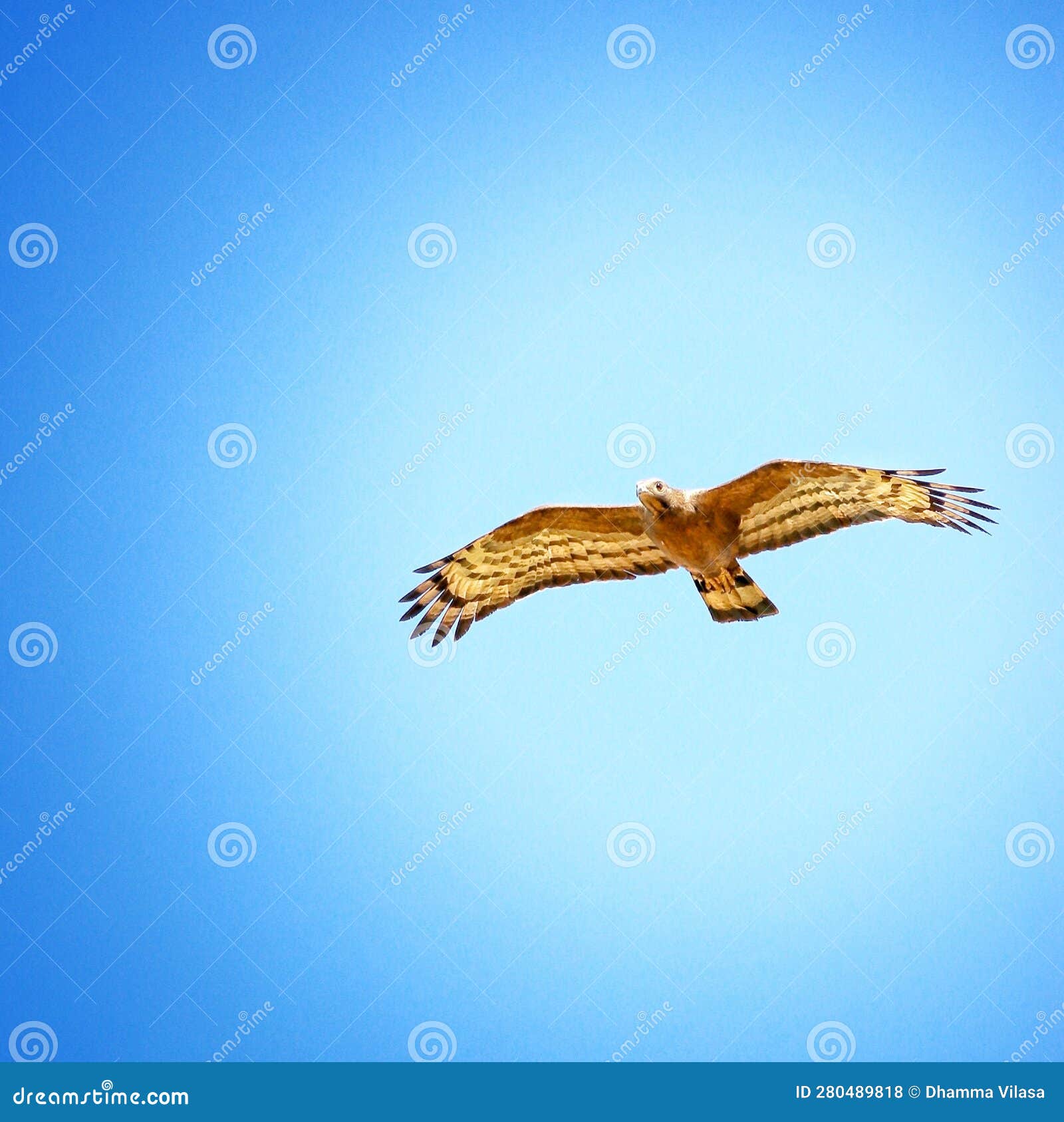 An eagle fly far sky stock photo. Image of blue, eagle - 280489818