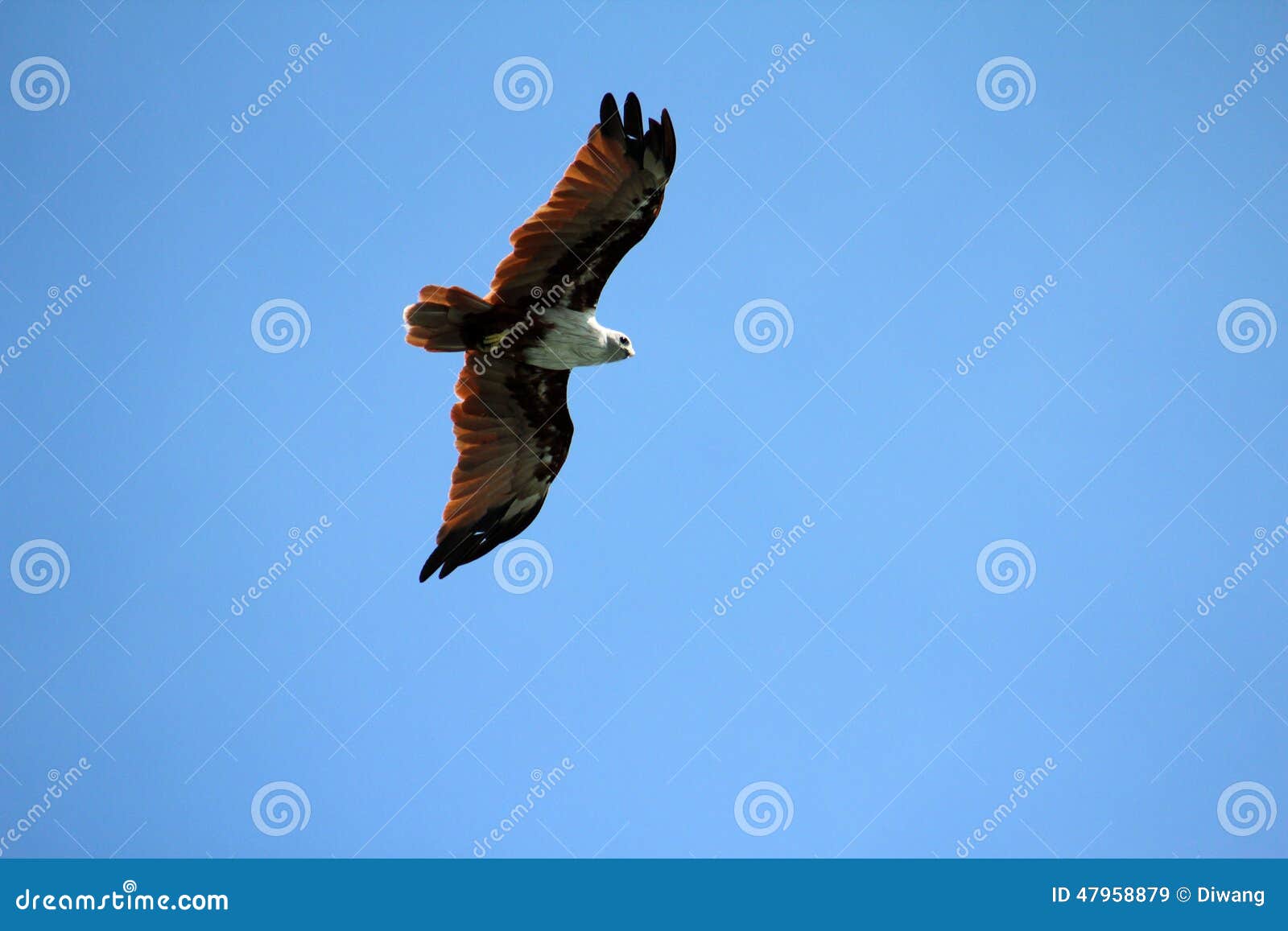 Eagle fly high in the air stock image. Image of spinning - 47958879