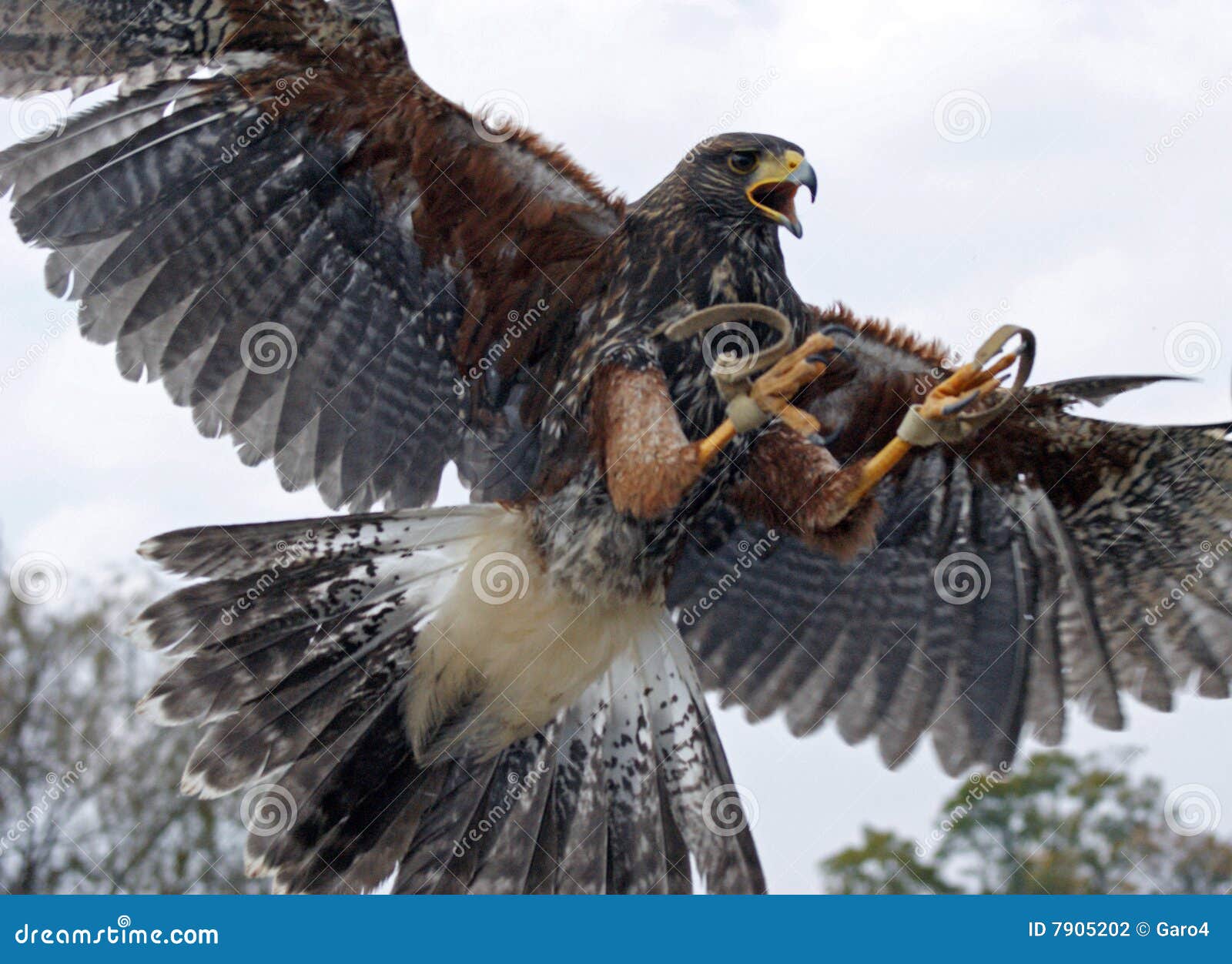 Eagle flying stock photo. Image of eagle, sight, bird - 7905202