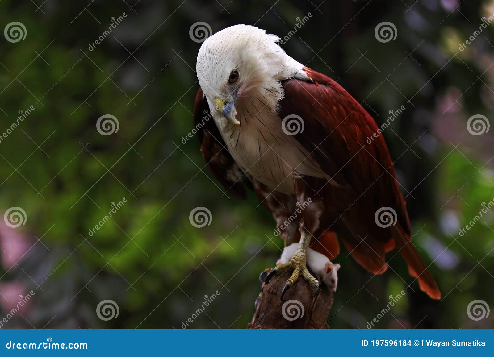 An Eagle is Eating a White Mouse. Stock Photo - Image of gracefully ...
