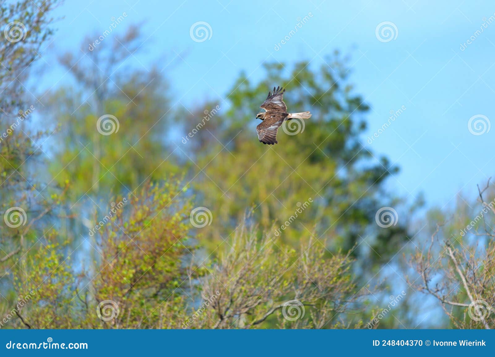 Eagle in the air stock photo. Image of wildlife, netherlands - 248404370