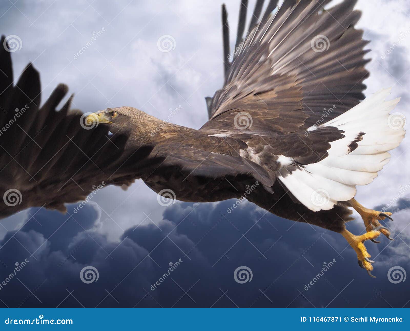 Eagle Flying at the Bright Colorful Sunset Sky Stock Image - Image of ...