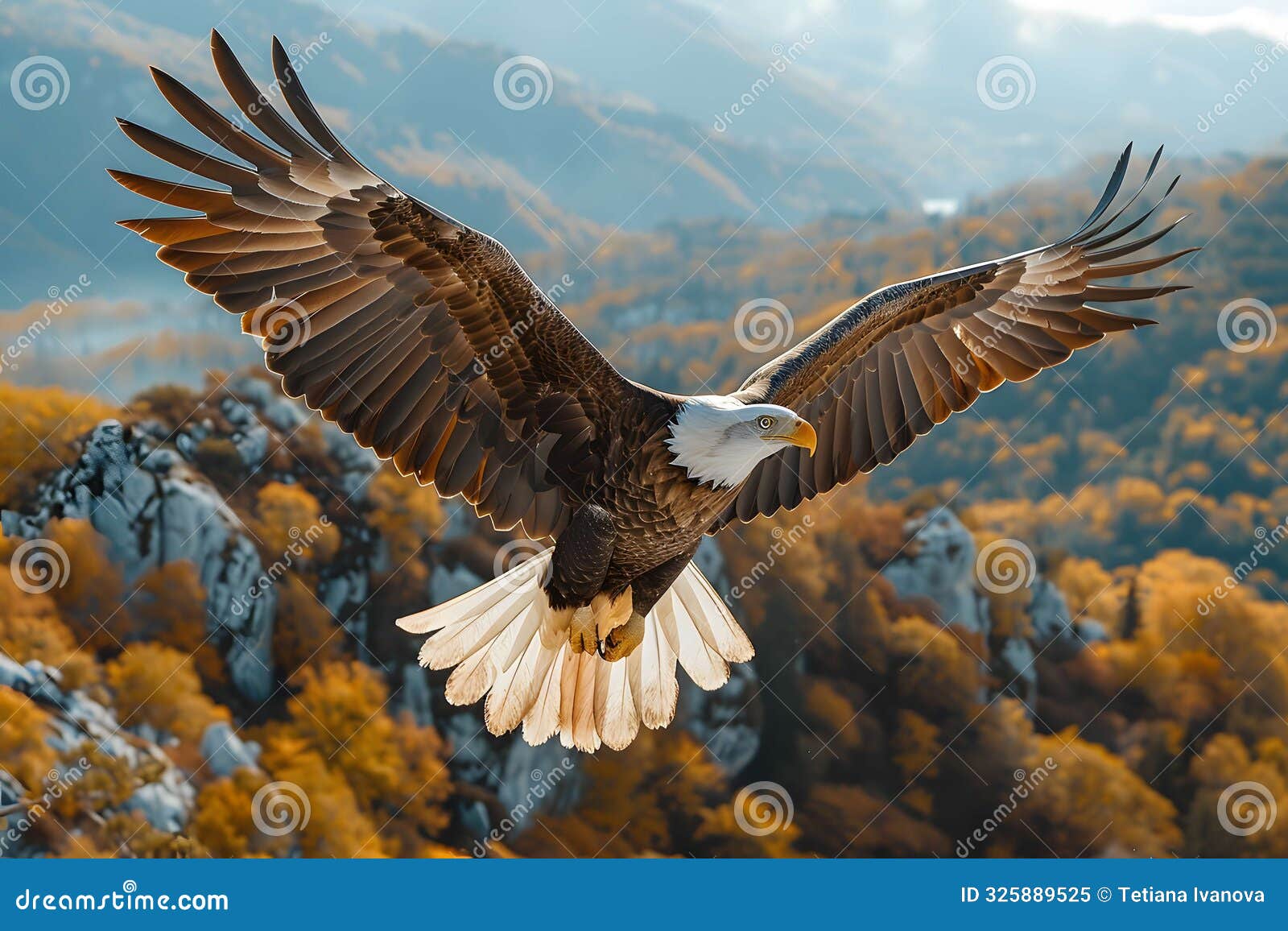 Eagle Flying High Above a Clear Sky. Stock Illustration - Illustration ...