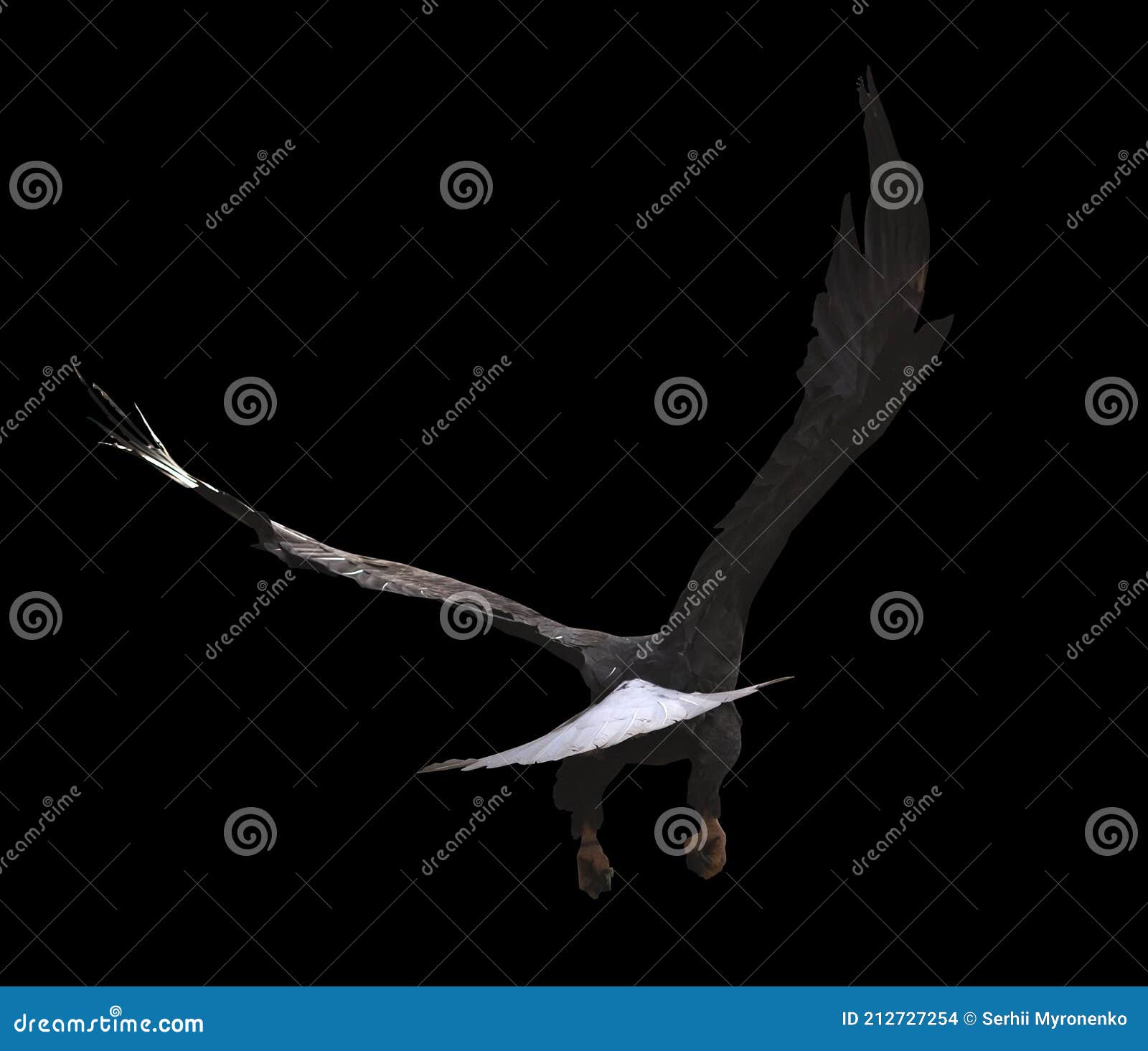Eagle Flying Isolated at Black Stock Photo - Image of power, nature: 212727254