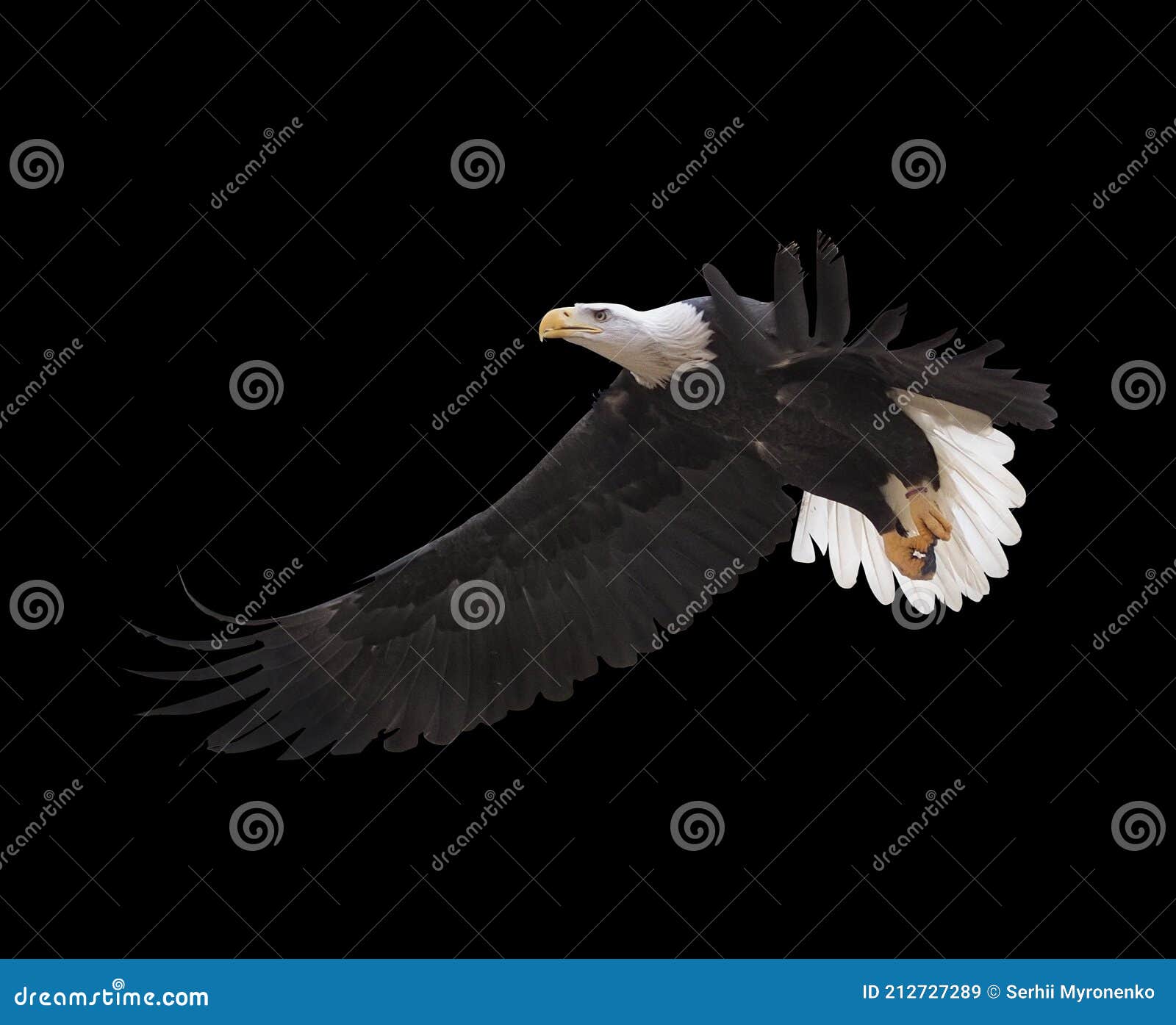 Eagle Flying Isolated at Black Stock Image - Image of attack, wildlife: 212727289