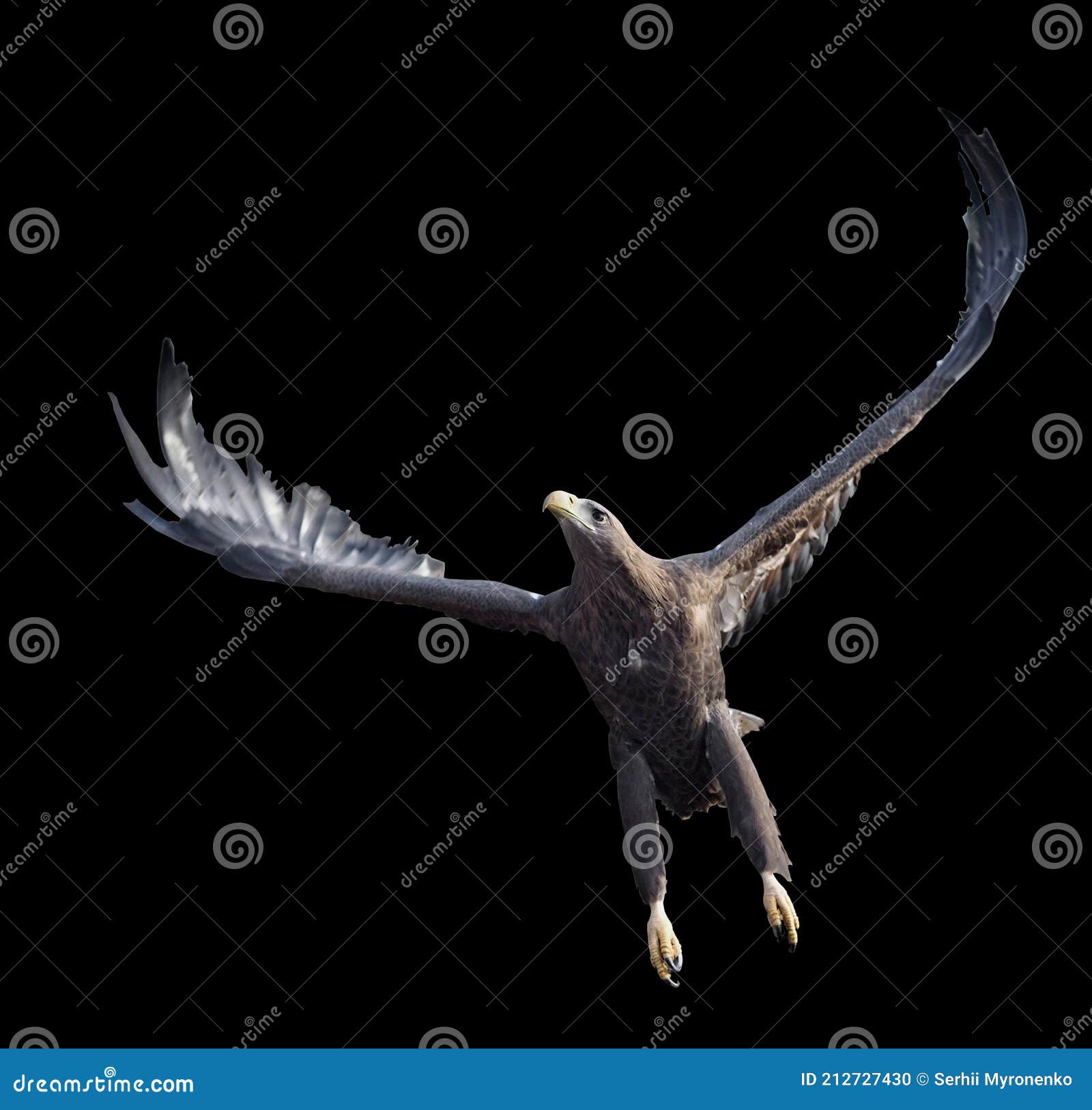 Eagle Flying Isolated at Black Stock Photo - Image of landing, isolated: 212727430
