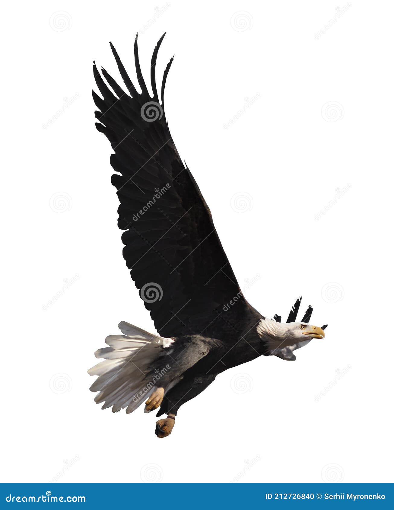 Eagle Flying Isolated at White Stock Photo - Image of feather, hunter ...