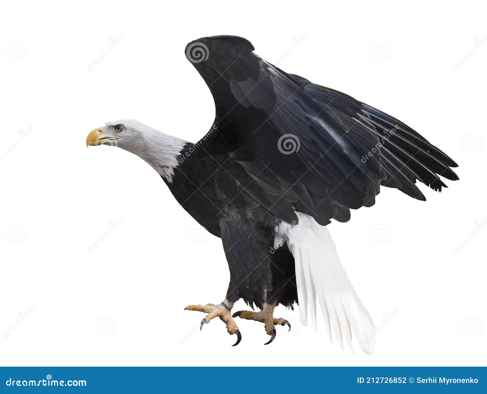 Eagle Flying Isolated at White Stock Photo - Image of hawk, falconry ...