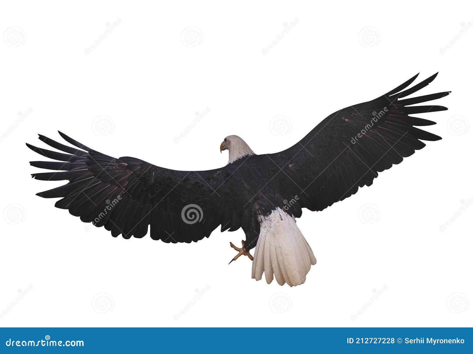 Eagle Flying Isolated at White Stock Photo - Image of eagle, flight ...