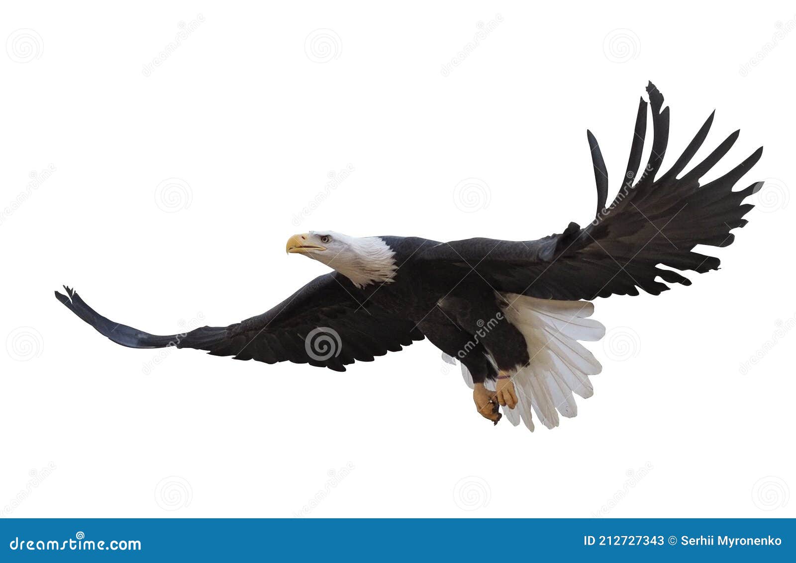 Eagle Flying Isolated at White Stock Image - Image of alaska, majestic ...