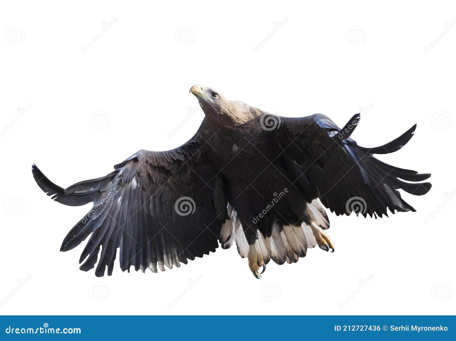 Eagle Flying Isolated at White Stock Photo - Image of beautiful, hawk ...