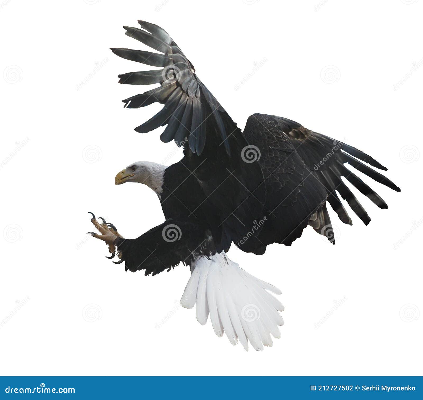 Eagle Flying Isolated at White Stock Photo - Image of flight ...