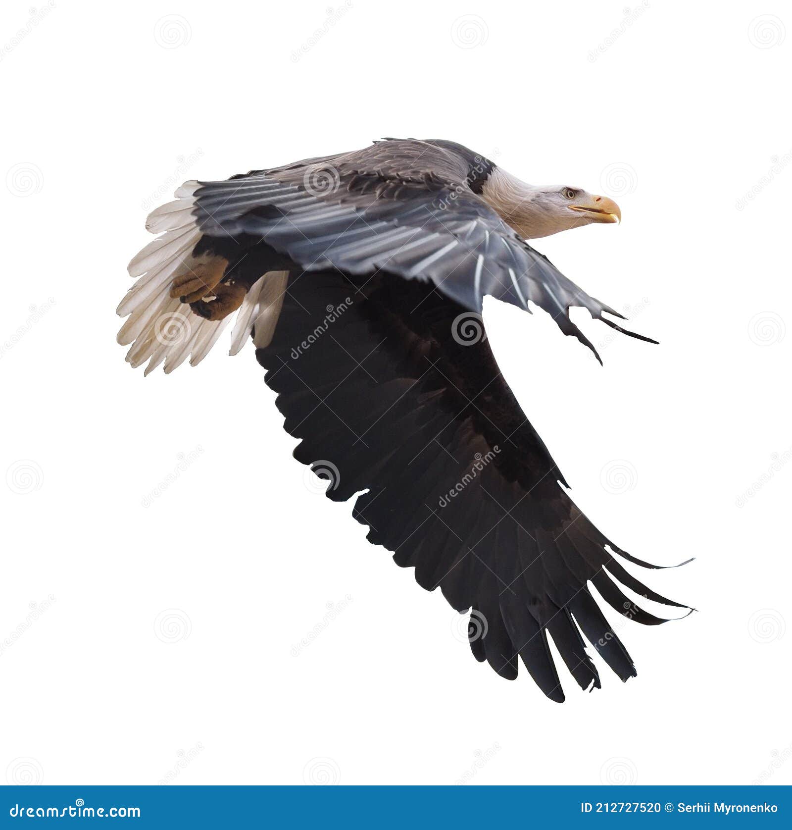 Eagle Flying Isolated at White Stock Photo - Image of flight, attack ...