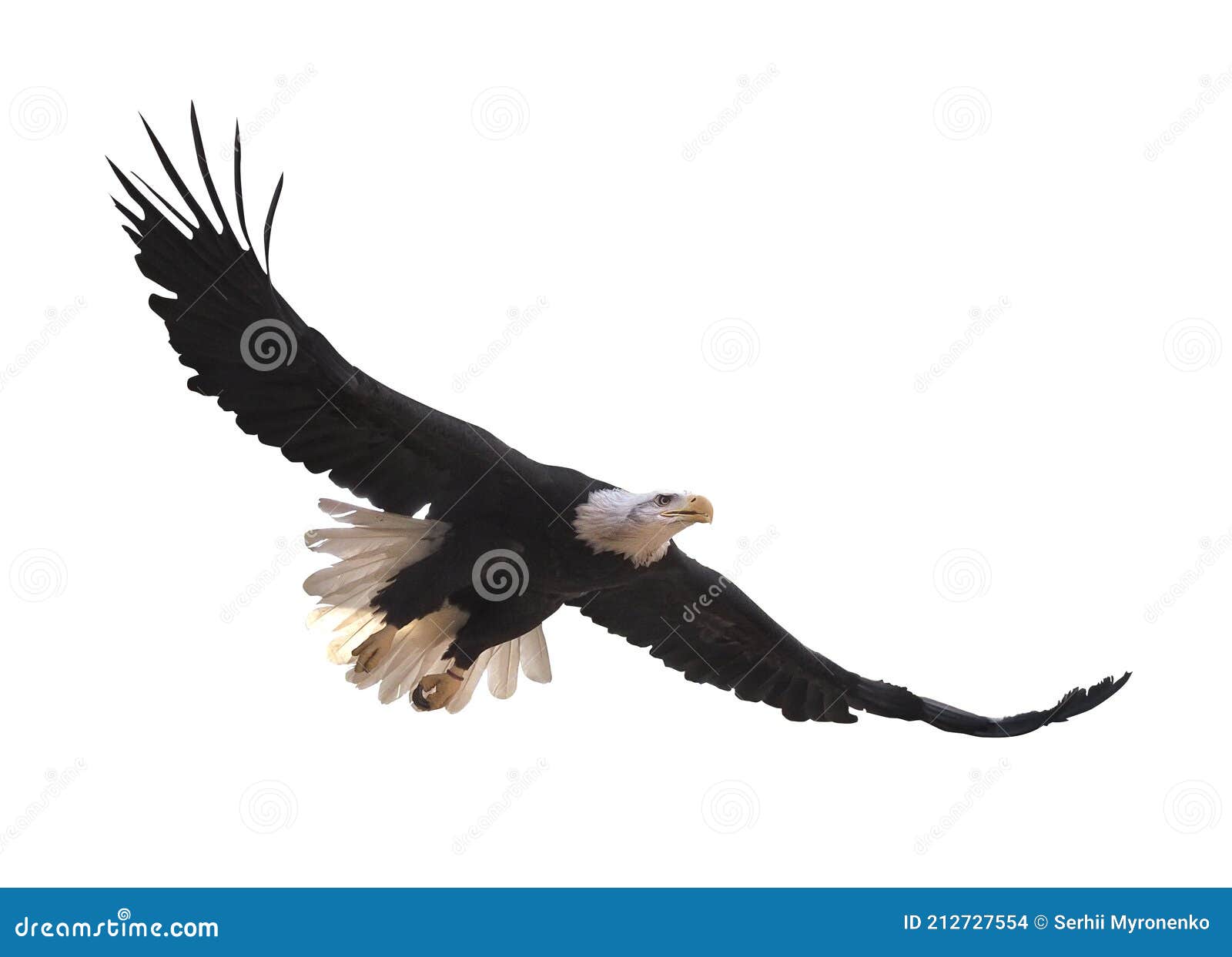 Eagle Flying Isolated at White Stock Photo - Image of american ...