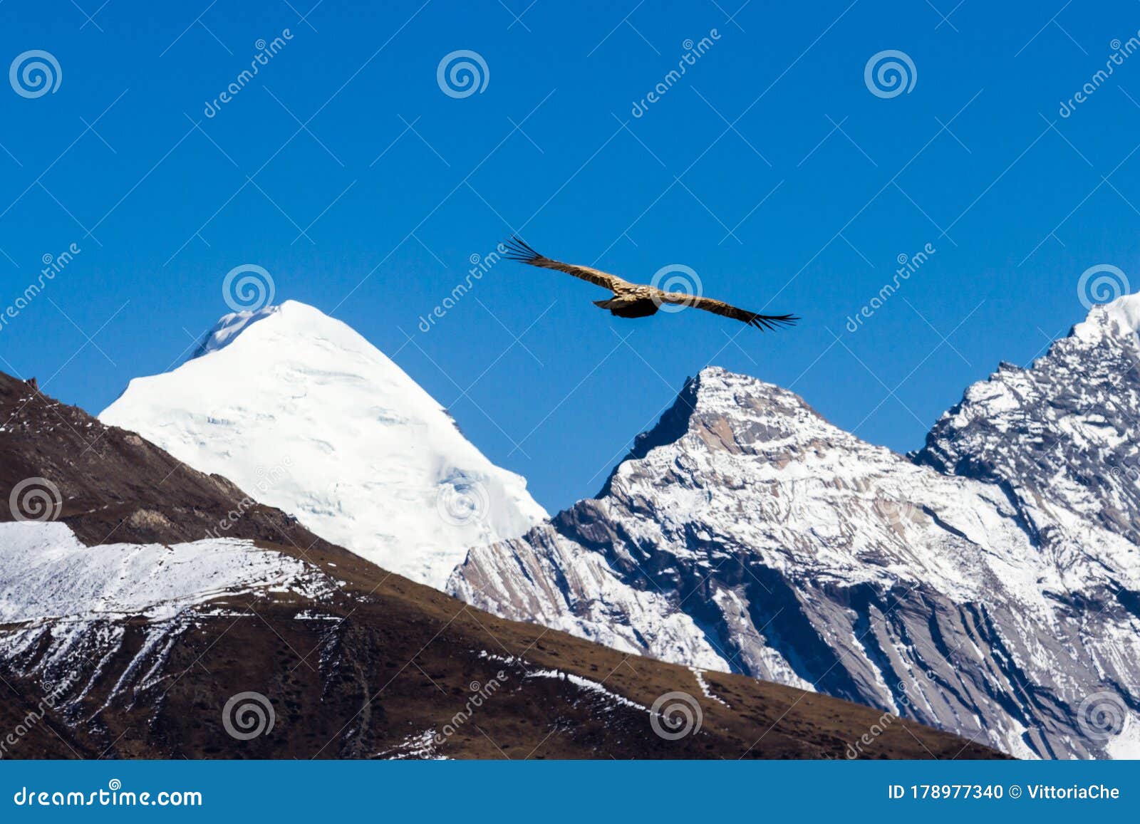 Eagle Flying Over the Himalayas, Nepal Stock Photo - Image of freedom ...