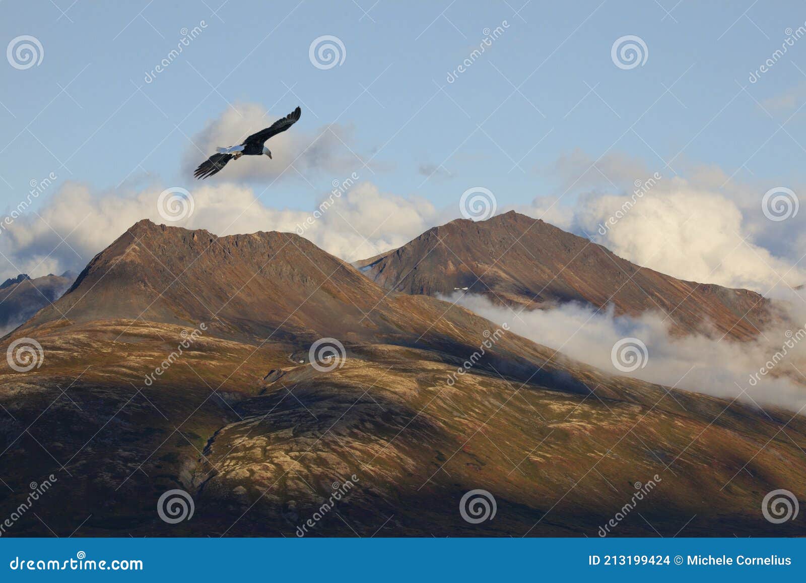 Eagle Flying Over Mountains in Fall Stock Photo - Image of landscape ...