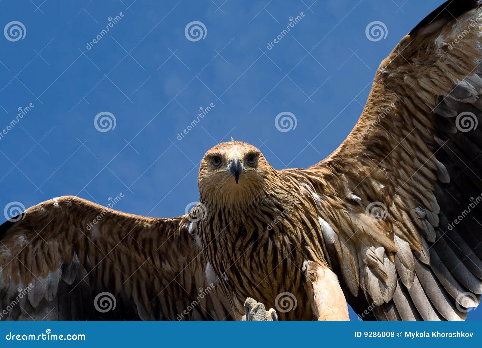 Eagle flying over sky stock photo. Image of eagle, beauty - 9286008