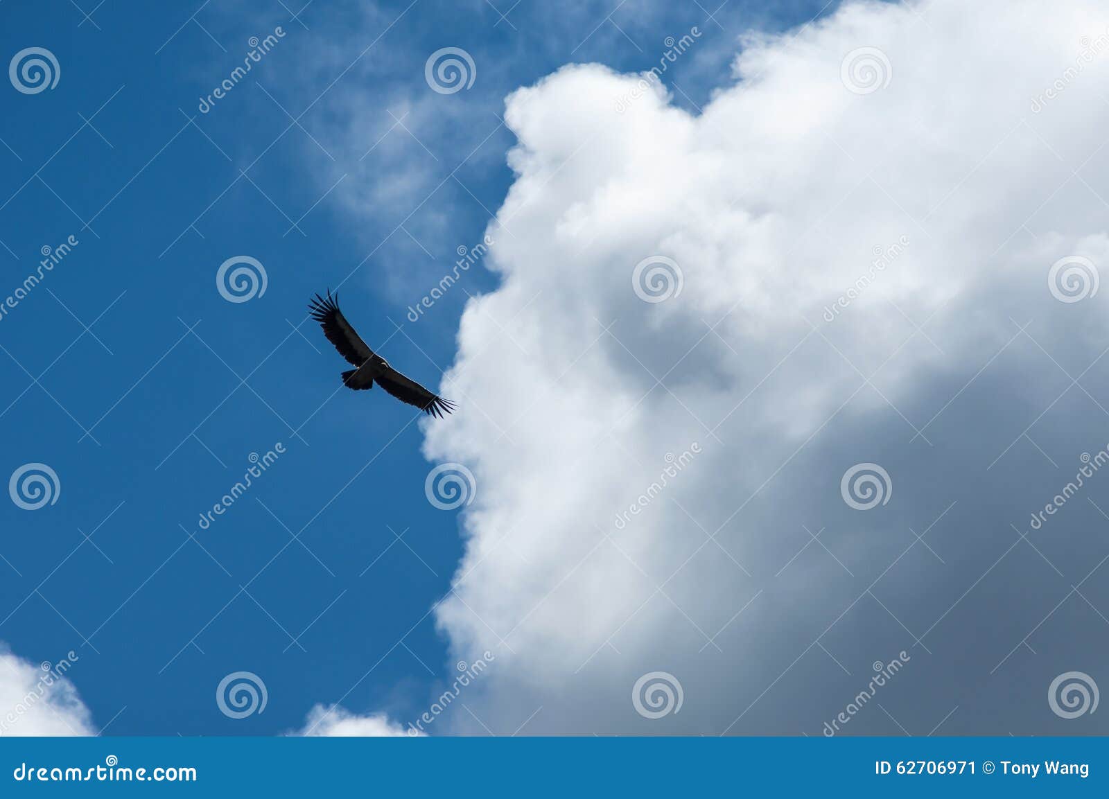 An Eagle Flying in the Sky. Stock Image - Image of color, flying: 62706971