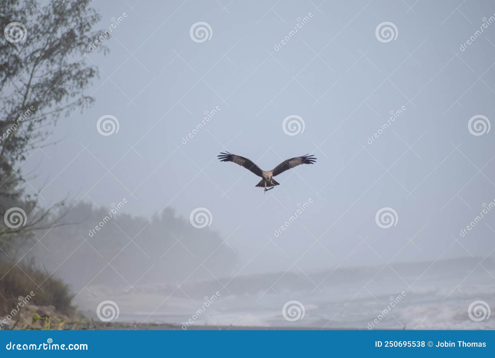 Eagle flying in the sky stock photo. Image of nature - 250695538