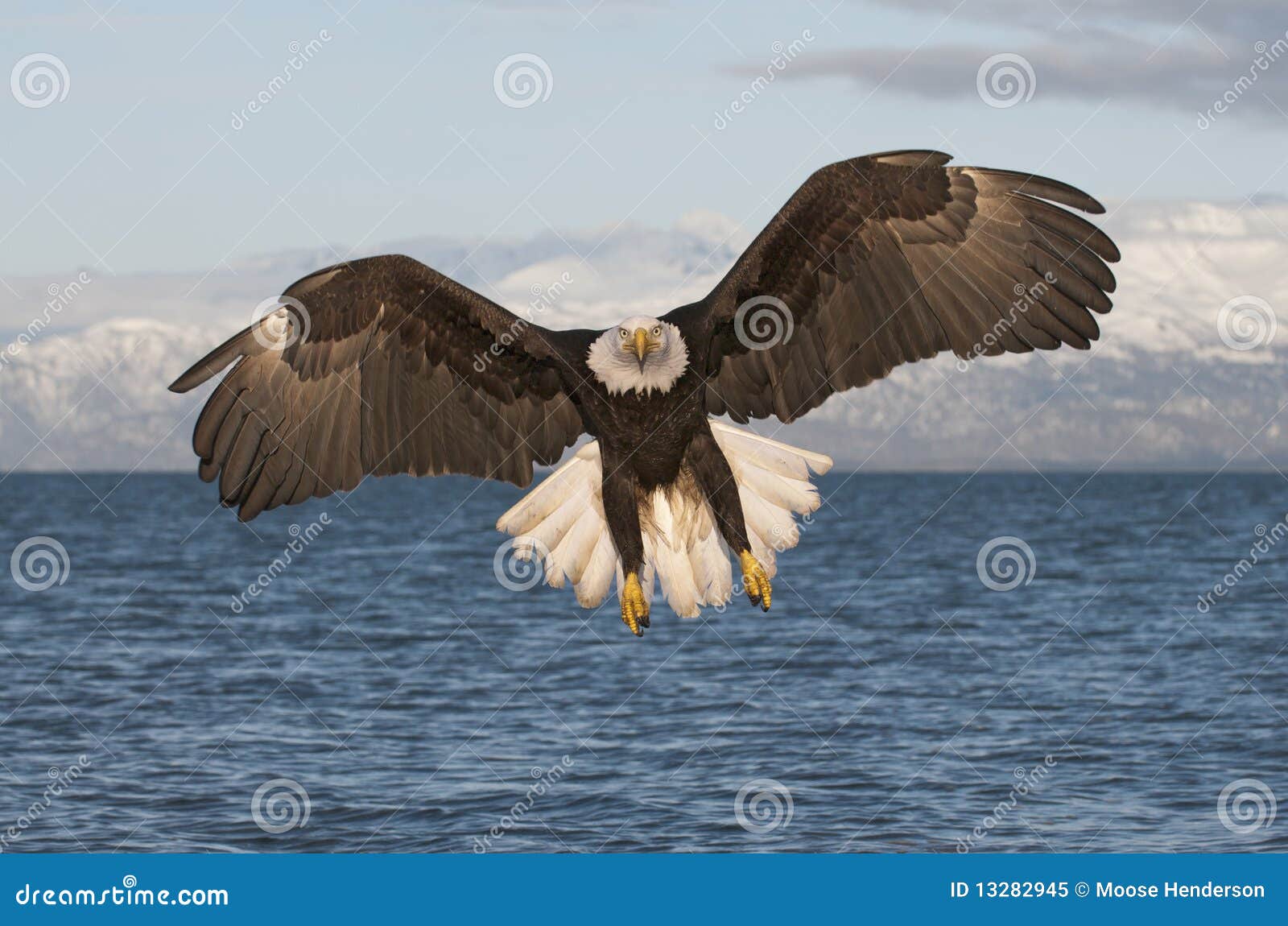 Eagle flying toward viewer stock image. Image of aves - 13282945