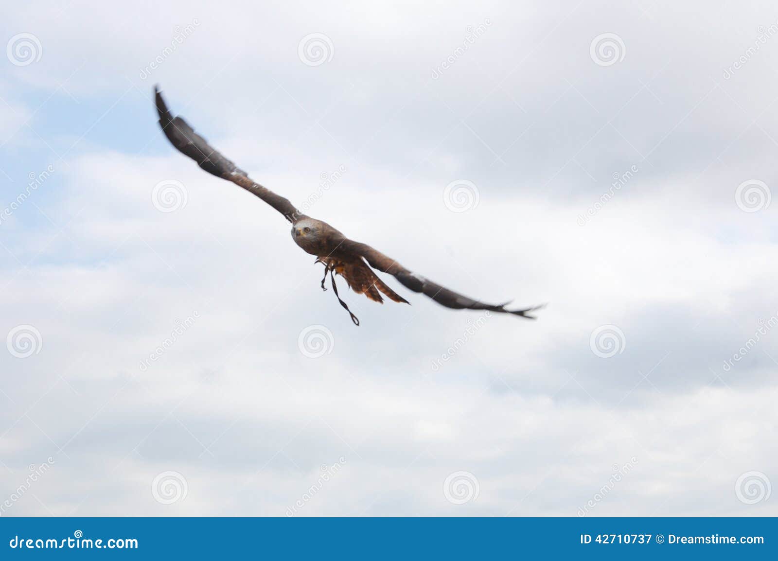 Eagle flying stock image. Image of america, nature, white - 42710737