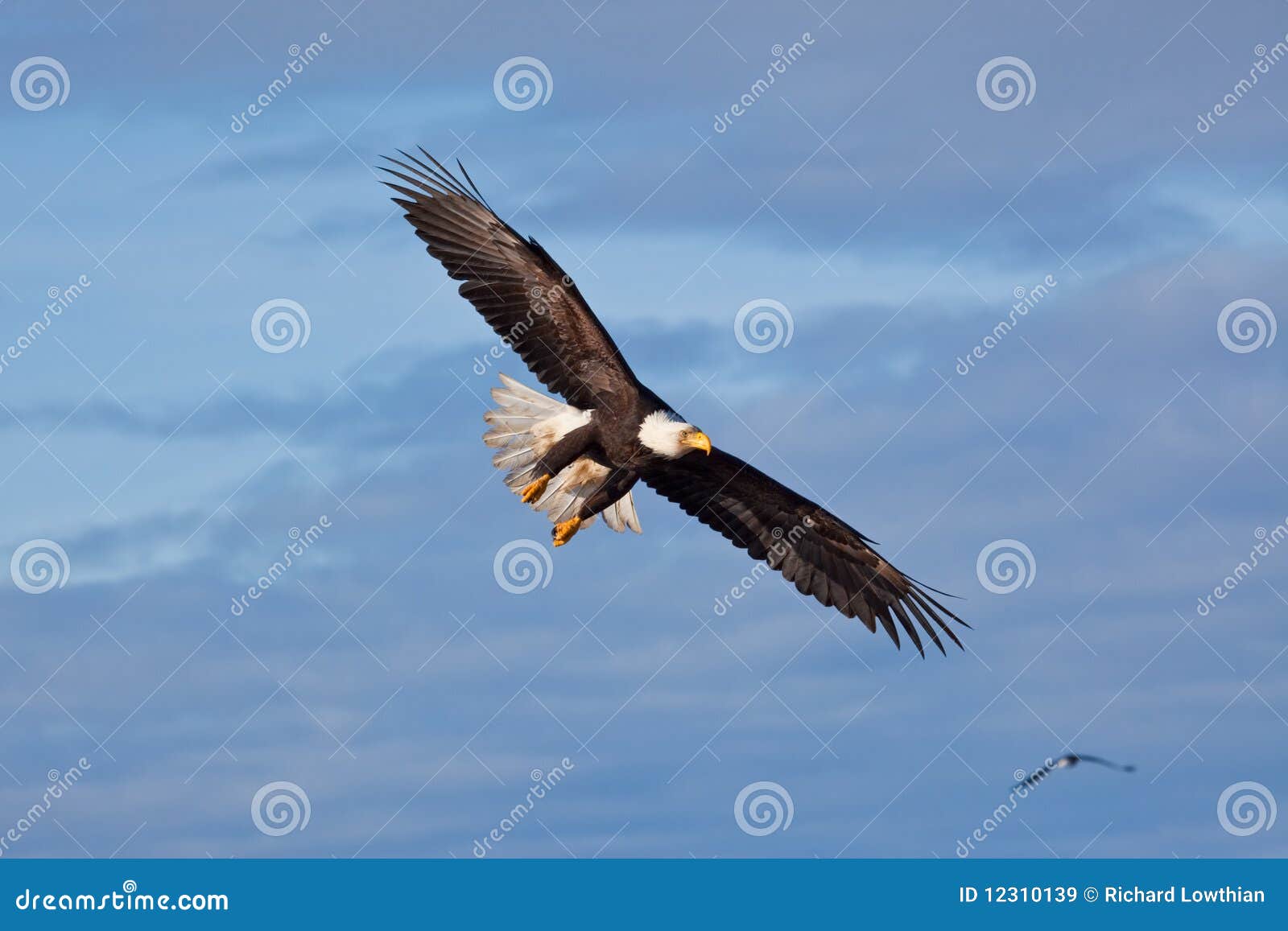 Eagle Flying Wings Spread stock image. Image of wing - 12310139