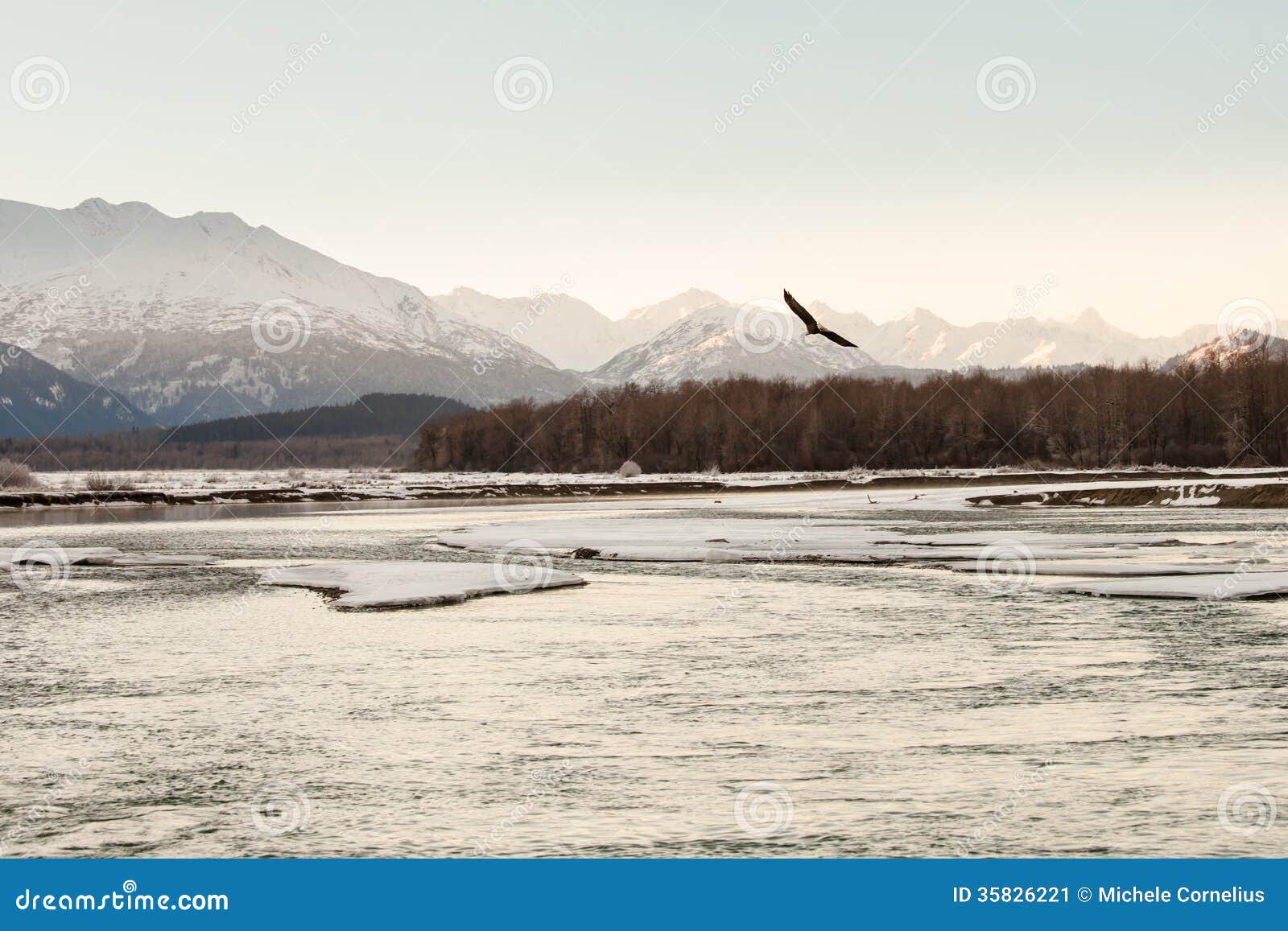 Eagle flying in winter stock image. Image of evening - 35826221