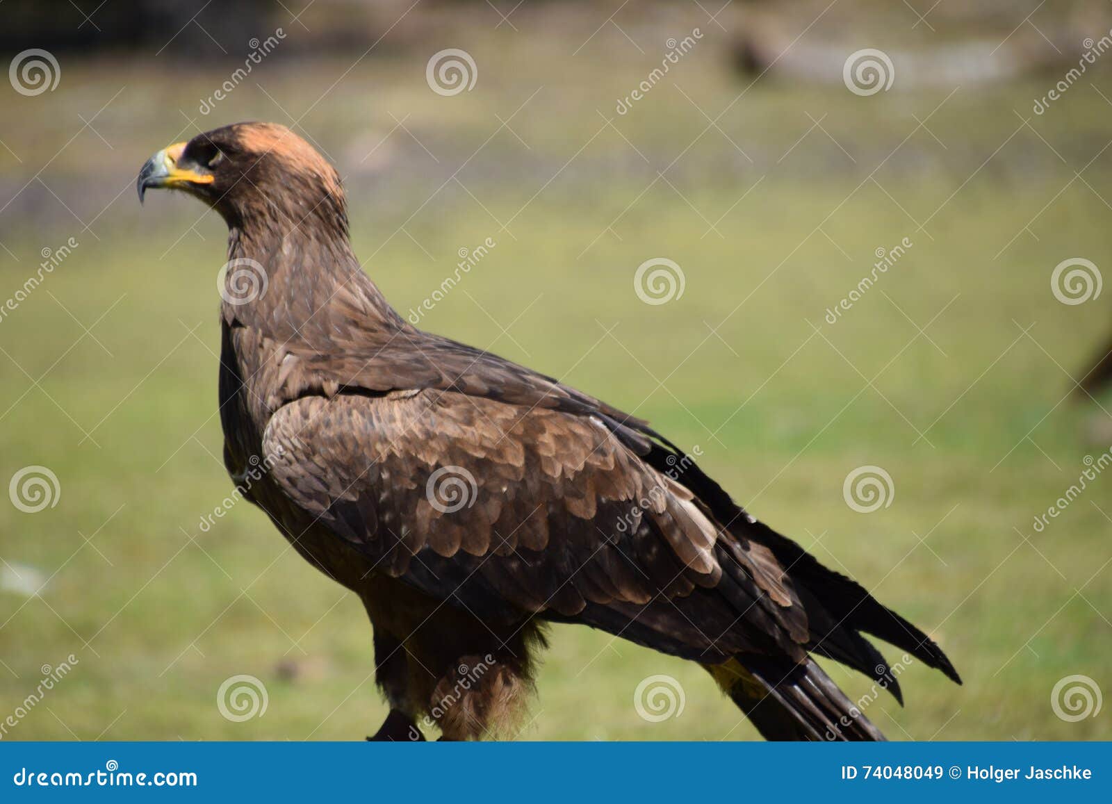 Eagle in focus stock image. Image of macro, flying, sunlight - 74048049