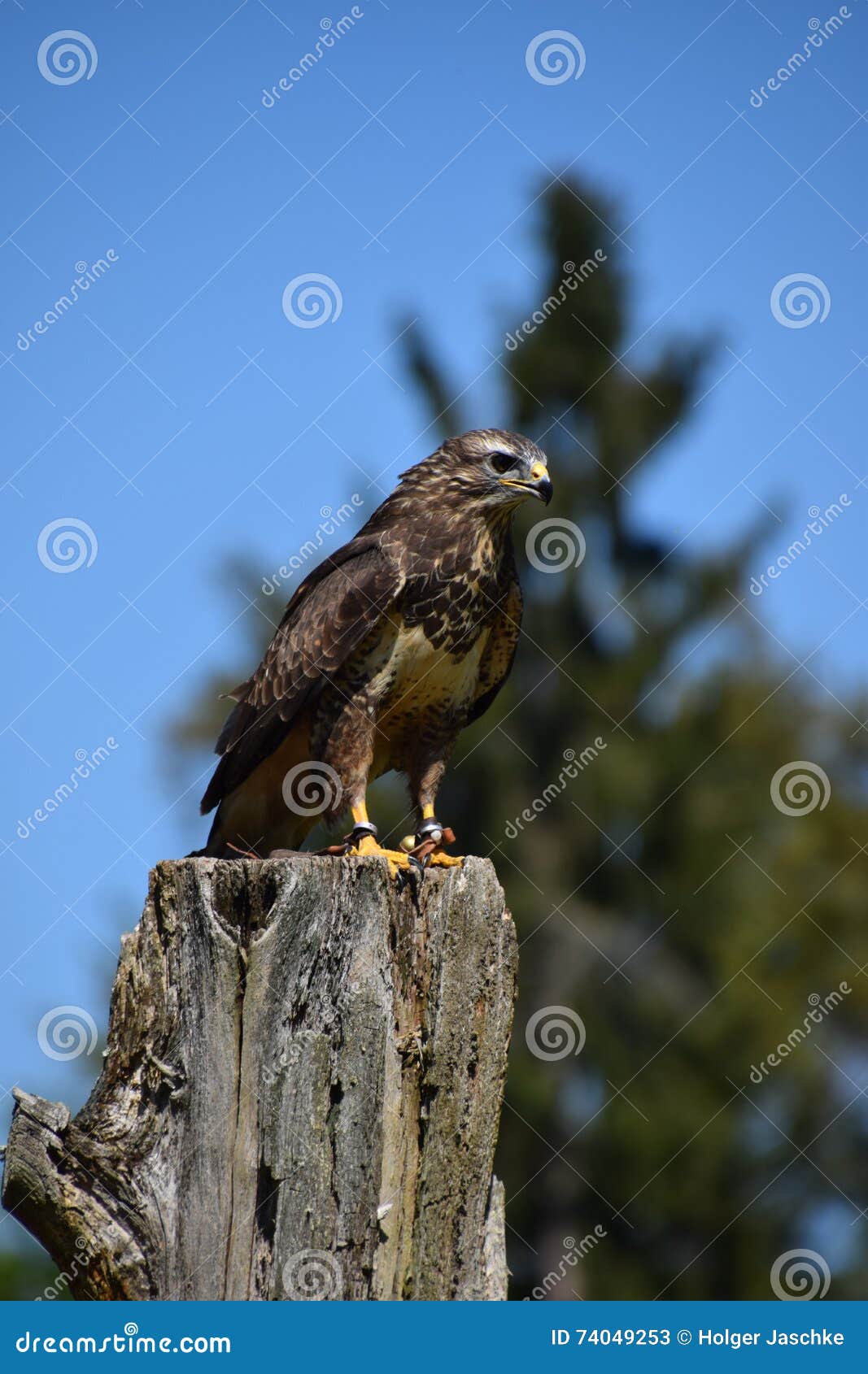 Eagle in focus stock image. Image of animal, sitting - 74049253