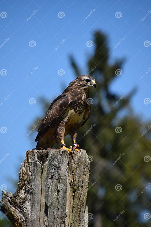 Eagle in focus stock image. Image of animal, sitting - 74049253