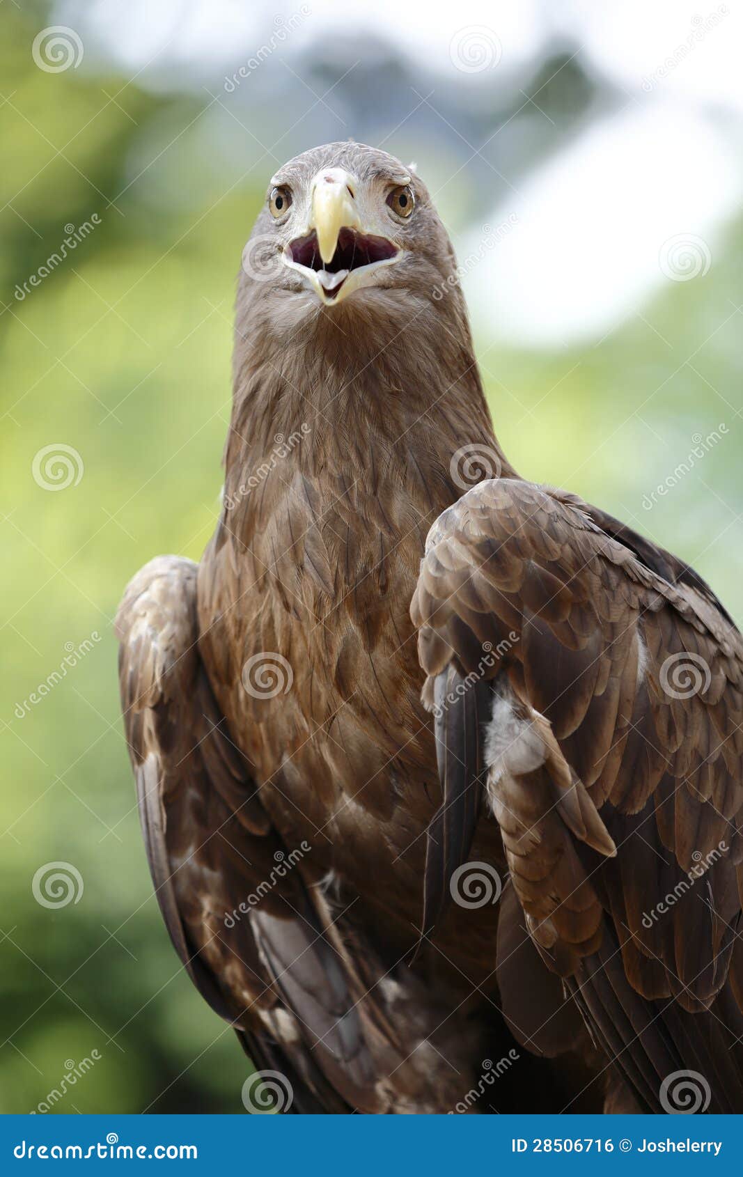 Eagle front view stock photo. Image of singapore, jurong - 28506716