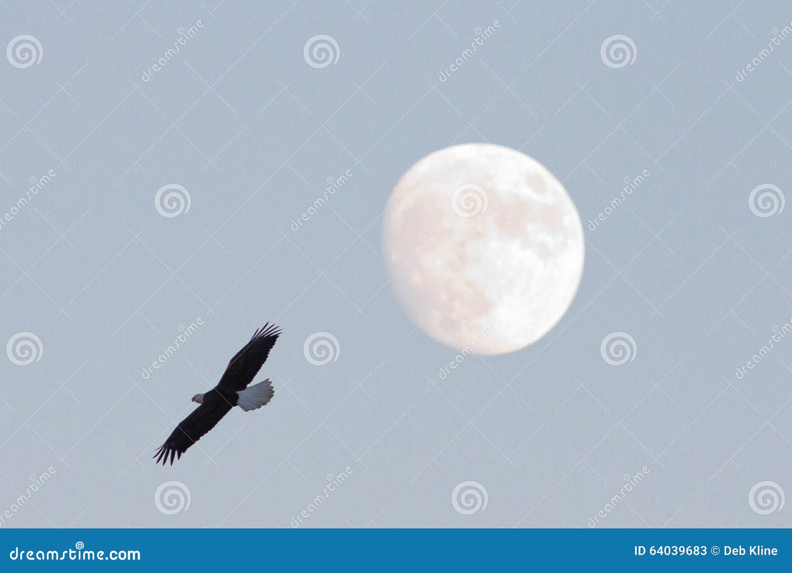 Eagle on Full moon stock image. Image of flying, flight - 64039683