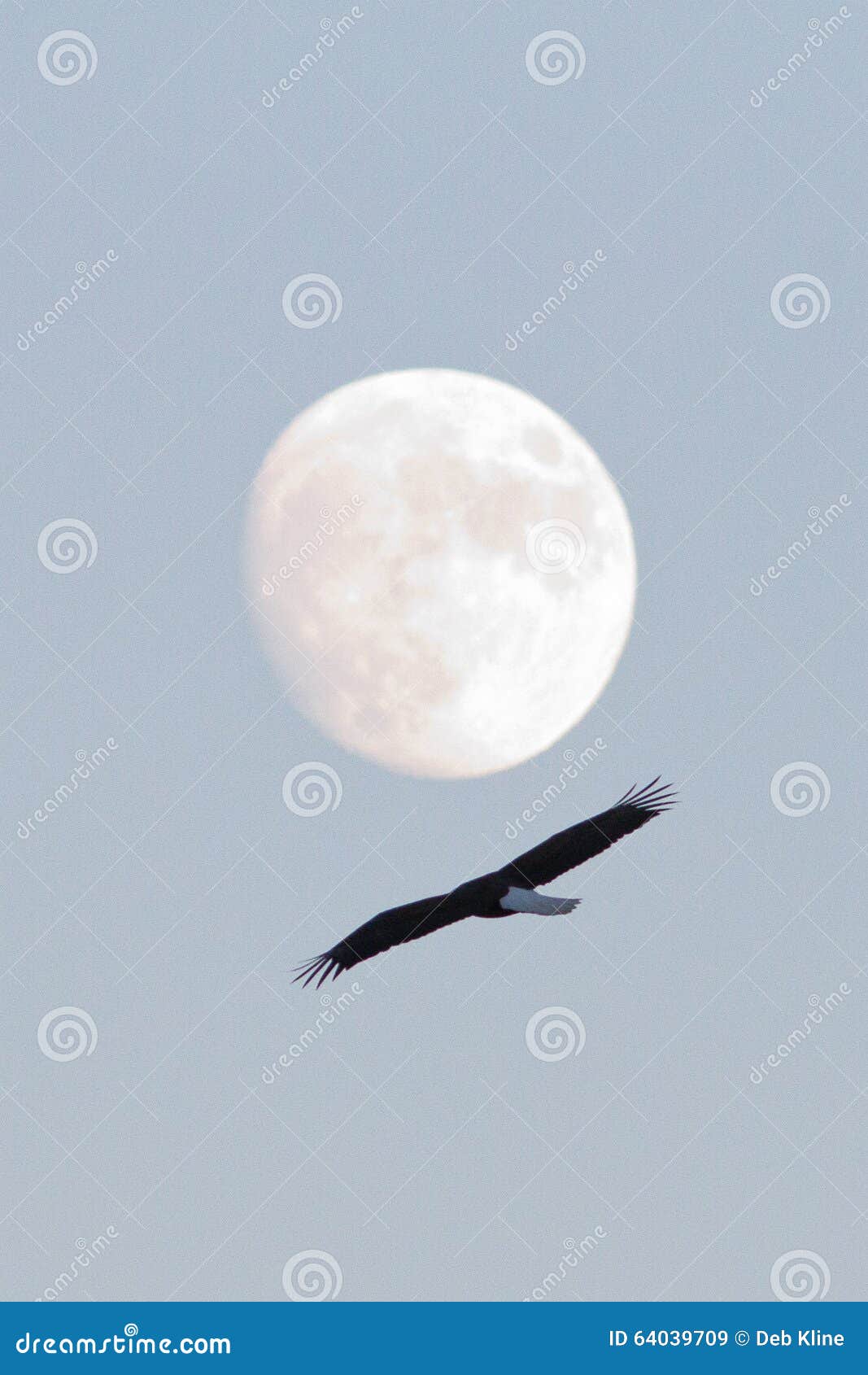 Eagle on Full moon stock image. Image of full, maryland - 64039709