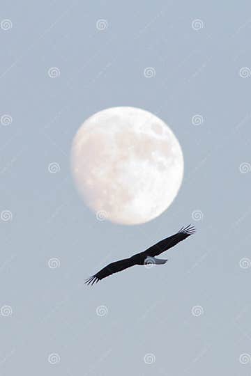 Eagle on Full moon stock image. Image of full, maryland - 64039709