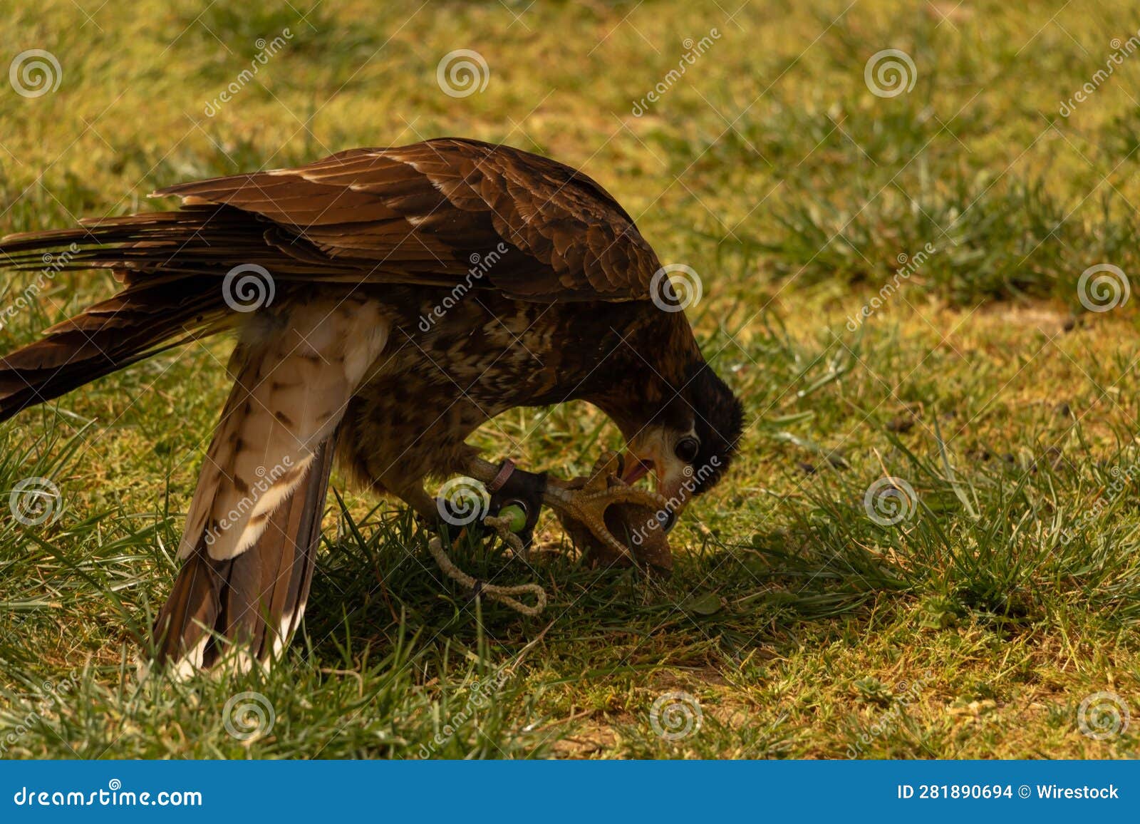 Eagle in a grassy field stock photo. Image of fauna - 281890694