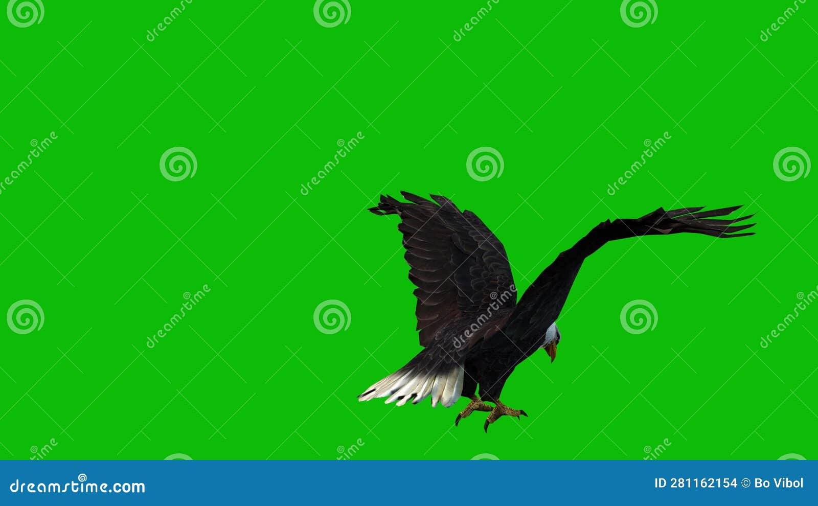 Eagle greenscreen 4K stock footage. Video of wild, nature - 281162154