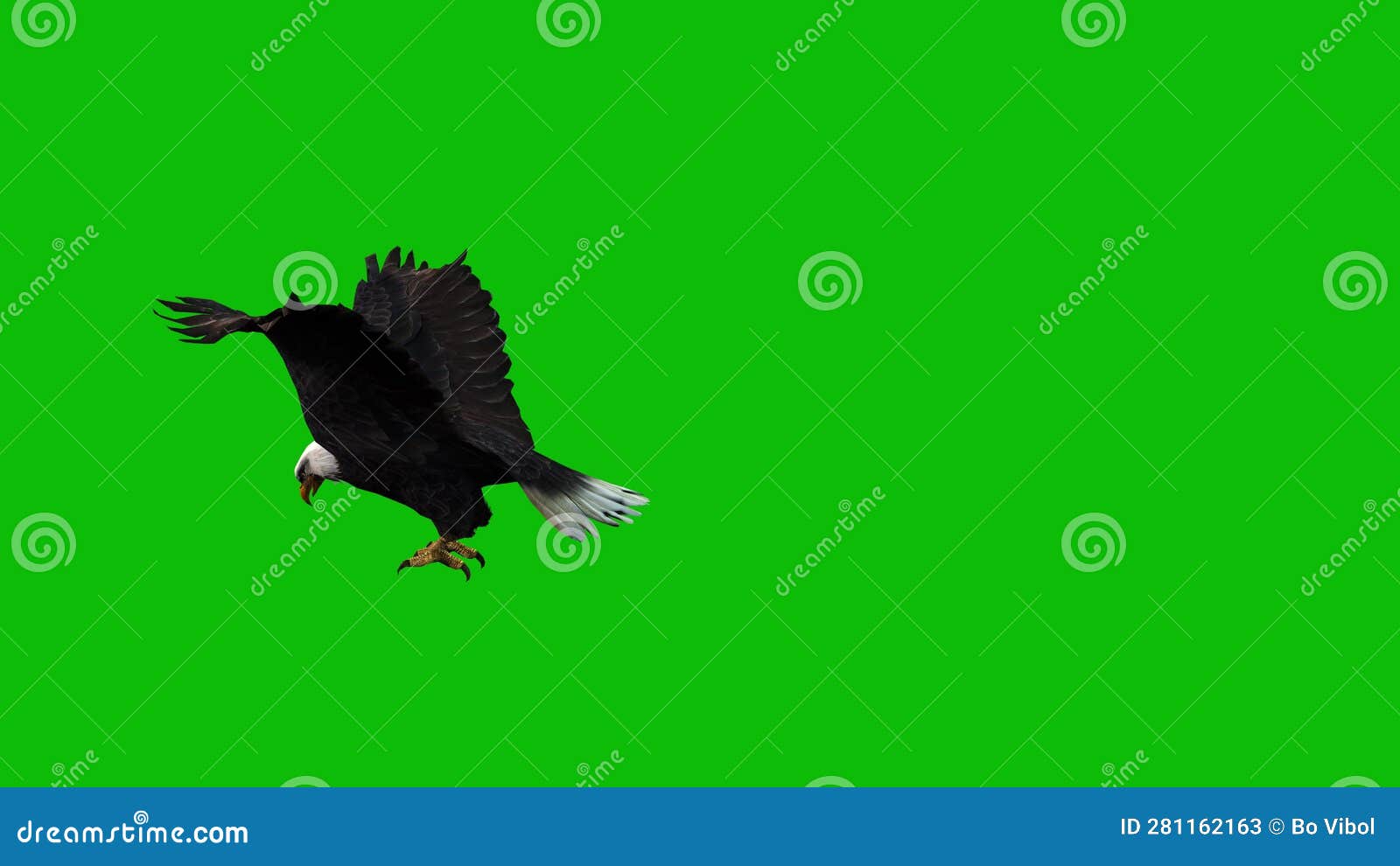 Eagle greenscreen 4K stock video. Video of paper, background - 281162163
