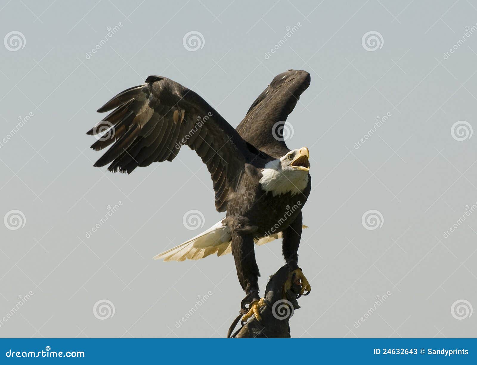 Eagle in Hand stock image. Image of american, large, strength - 24632643