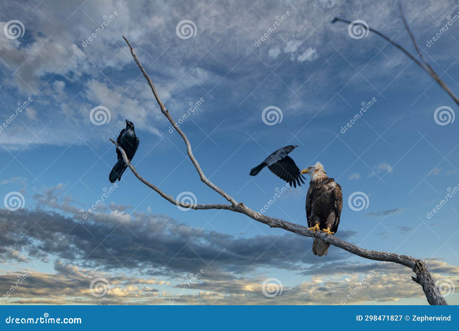 Eagle is harassed by crows stock image. Image of bird - 298471827