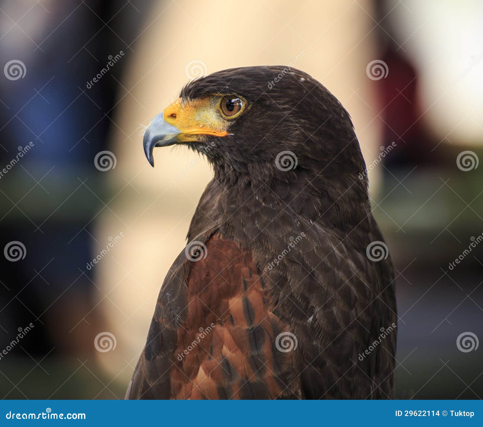 Eagle: Harris Hawk (Parabuteo Unicinctus) Stock Photo - Image of ...