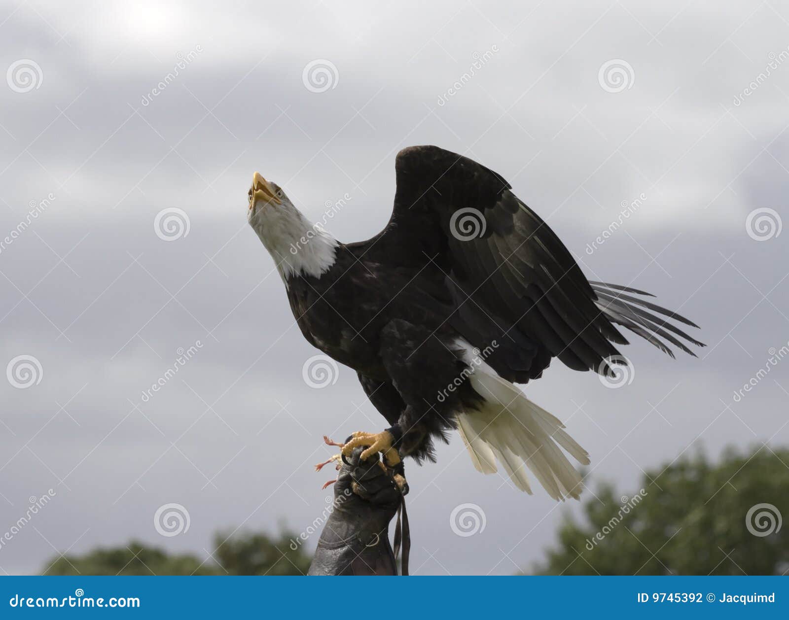The Eagle has Landed! stock photo. Image of bait, culture - 9745392