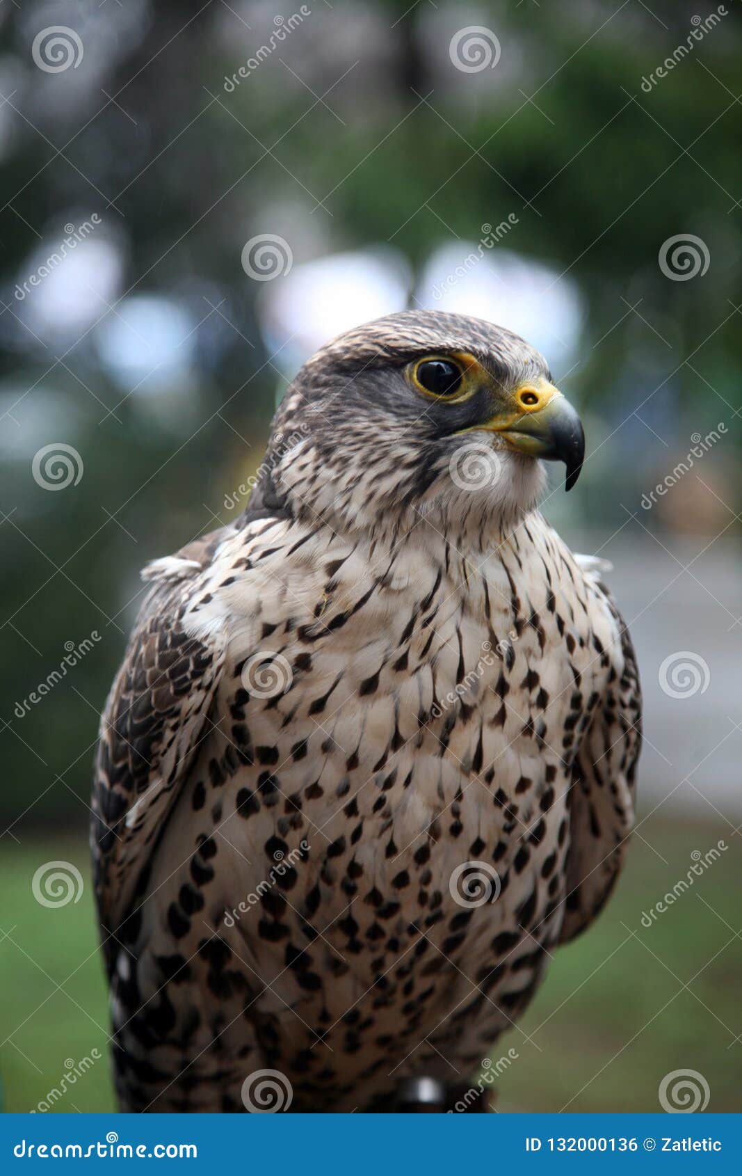Eagle hawk stock photo. Image of endangered, animal - 132000136