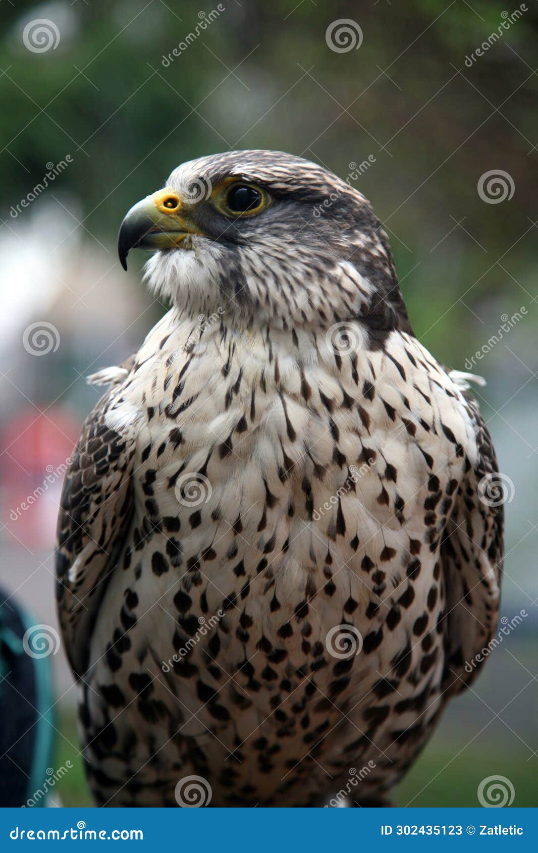 Eagle hawk stock image. Image of bird, majestic, power - 302435123